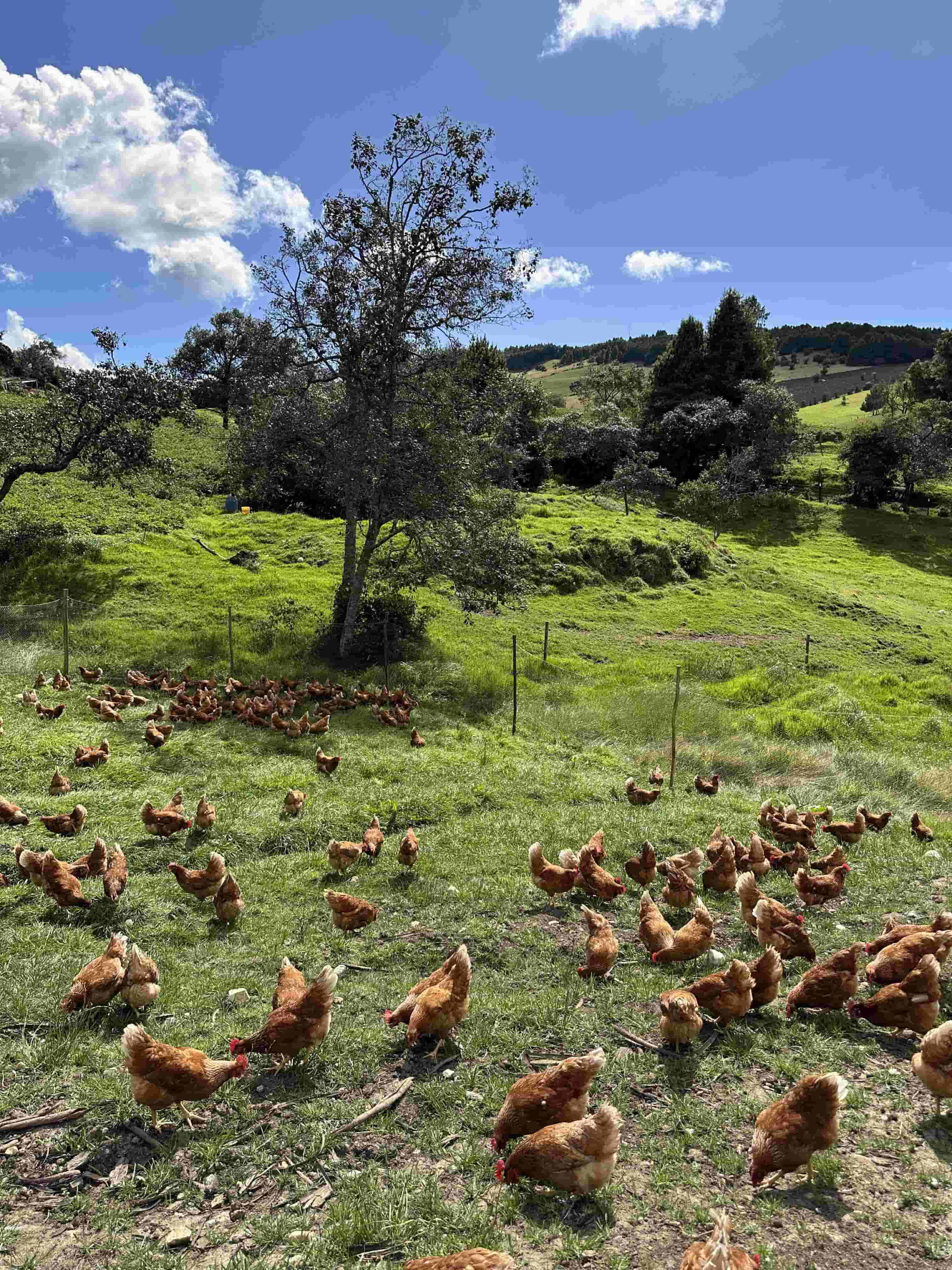 Huevos de Gallina Feliz: Calidad que Nace del Bienestar Animal