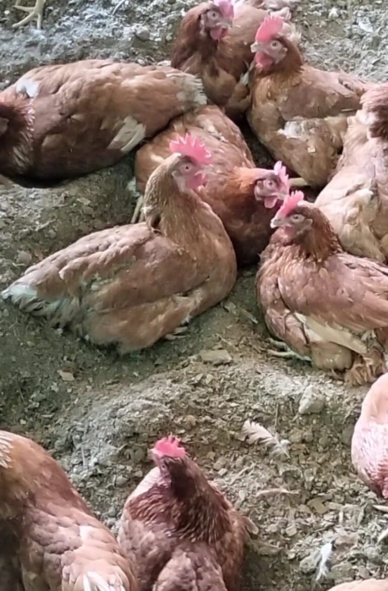 Expresiones naturales de las gallinas en pastoreo